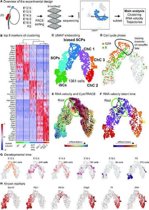Transcriptomic Analysis Of The Adrenal Medulla And Zuckerkandl Organ
