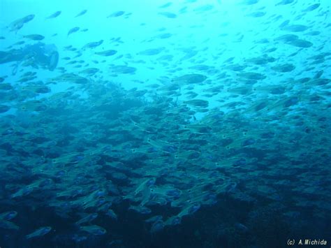 Sony Marine Divers Club Image Gallery