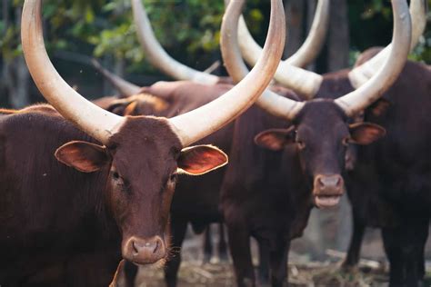 Ankole Watusi Cows Breed Profile History Behavior And More