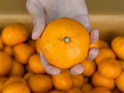 제주도 유기농 귤 몽은재 귤 내 돈 내산 찜 후기 통일미래 제주도 유기농 귤 몽은재 귤 내 돈 내산 찜 후기 통일미래