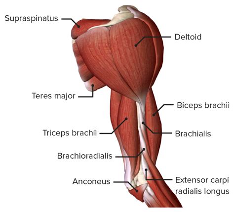Arm Anatomy Video Lecturio Medical