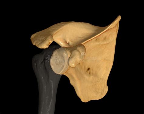 Ct Shoulder 3d Stock Illustration Illustration Of Human 257208887