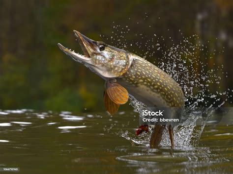 노던 파이크 물고기 호수 또는 강 밝아진 3d 렌더링으로 점프 노던파이크에 대한 스톡 사진 및 기타 이미지 노던파이크 민물꼬치고기 물고기 Istock