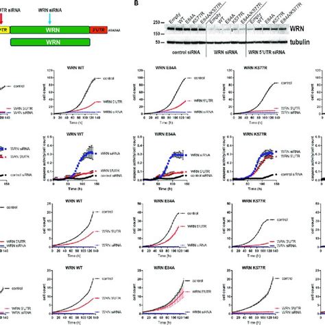 Model Of Wrn Function In Mss Versus Msi Cells During Replication Download Scientific Diagram