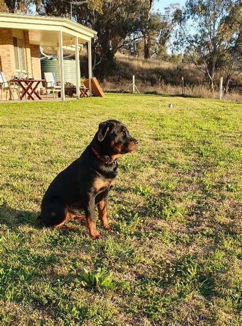 Our K9s Gold Class K9