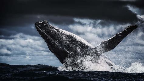 1920x1080 Humpback Whale Wallpaper Blue Whale Wallpaper Hd Images