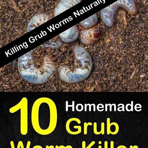 How Do You Get Rid Of Hookworms In Cats Naturally Diy Seattle