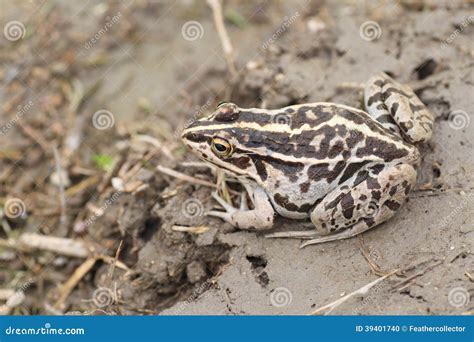 Spotted Pond Turtle Black Pond Turtle Indian Spotted Turtle Is