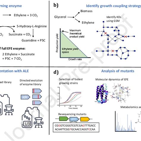 In Silico Knockout Ko Simulations Using The Genome Scale Model