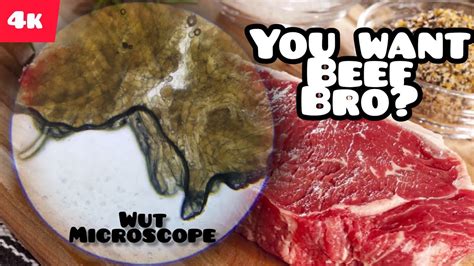 Raw Beef Under Microscope Youtube
