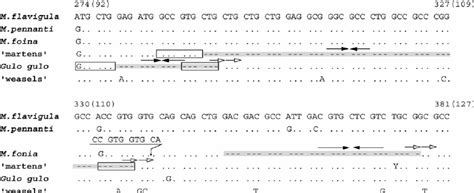 Partial Nucleotide Sequence Positions 274381 Codon Positions In