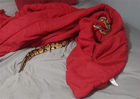 Hopper Cuddled Herself Up While Watching Me Clean Her Tank R Ballpython