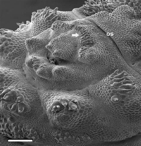 A Third Species Of Hypoderma Diptera Oestridae Affecting Cattle And