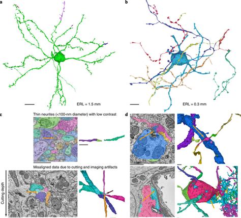 Inspection Based Analysis Of Segmentation Accuracy Ab Neuron Download Scientific Diagram