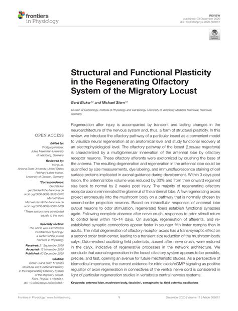 Pdf Structural And Functional Plasticity In The Regenerating