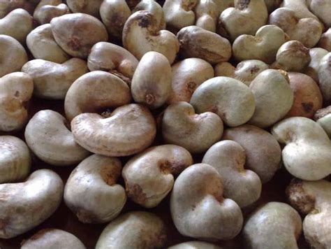Cashew Nut Tradekorea