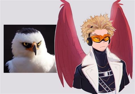 Juniperarts Hawk Pictures Hawk Hero