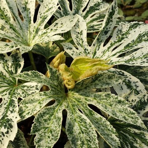 Fatsia Japonica Spider´s Web Rodinné Zahradnictví V Oticích