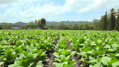 Jalapa Se Consolida En La Producción Y Exportación De Tabaco Youtube