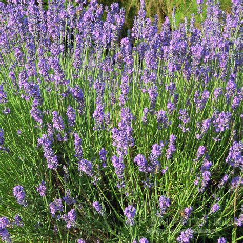 Купить Лаванду Лаванда узколистная 'Манстед' в питомнике Южный