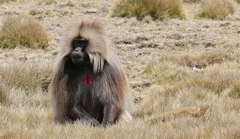 Simien Park Is A Beautiful Destination That Is Known For Being The Home Of The Endemic Gelada