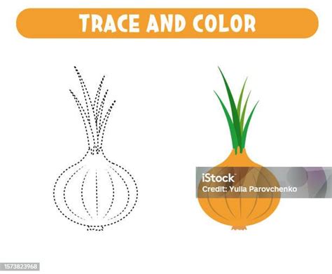 귀여운 만화 양파를 추적하고 색칠합니다 어린이를 위한 워크시트 양파에 대한 스톡 벡터 아트 및 기타 이미지 양파 0명 계획 Istock