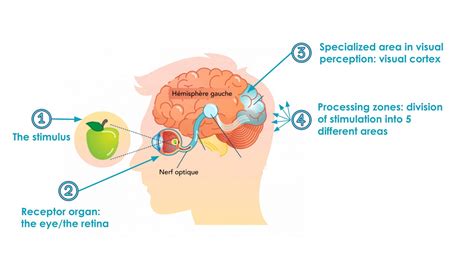 Visual Processing And Depth Perception Irlen Dyslexia