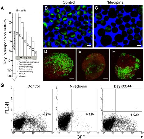 The Presence Of Nifedipine In Culture Medium Inhibits Differentiation Download Scientific