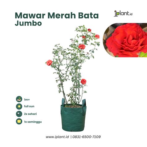 Mawar Merah Bata Jumbo