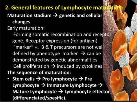 Ppt Maimun Za Powerpoint Presentation Free Download Id2269434