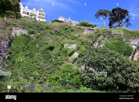 Wildflowers Growing On A Steep Cliffside Stock Photo Alamy