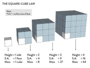 The Square Cube Law Matt Weber
