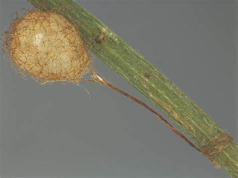 Mimetidae Sp Spider Egg Case Nikon Small World