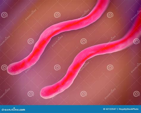 Borrelia Burgdorferi Stock Illustration Illustration Of Indication