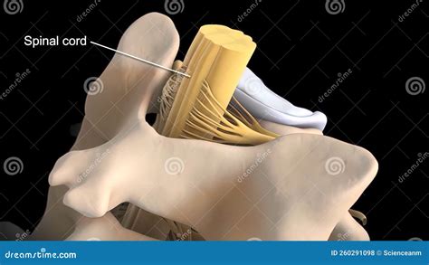 Medical Illustration Of Spinal Cord And Neural Foramen Stock