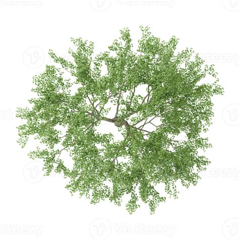 Green Beautiful Fagus Sylvatica Plant Isolated On Canvas From Top View