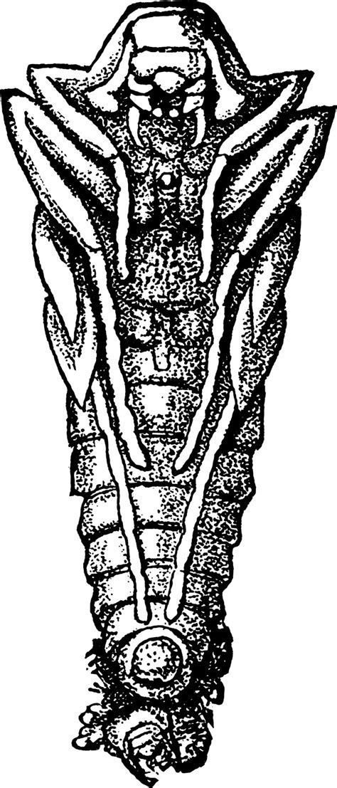 Rose Chafer Vintage Illustration 13823994 Vector Art At Vecteezy