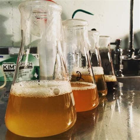 A Day In The Craft Brewery Lab Part 1 Sampling