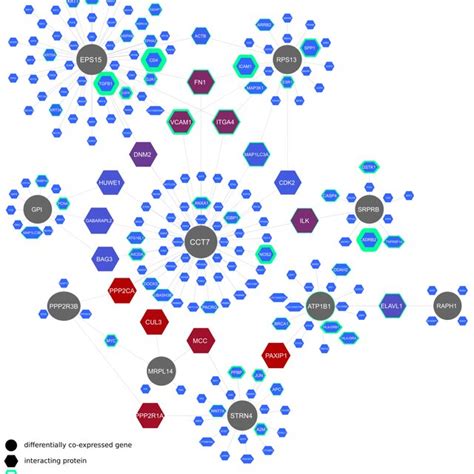 Lung Specific Protein Protein Interactions Of Genes Differentially Download Scientific Diagram