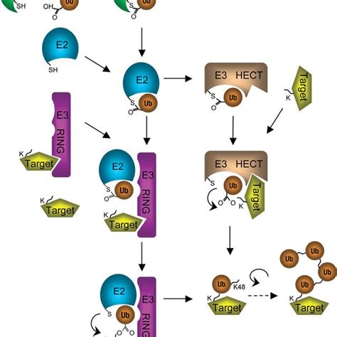 Co Operativity Between Weak Mono Ubiquitin Ubiquitin Binding Domain