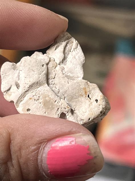 Looking For Help Identifying This Fossil Rfossilhunting