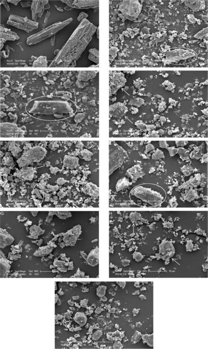 Sem Images Showing The Morphology Of The Mannitol Powders A F0 Download Scientific Diagram