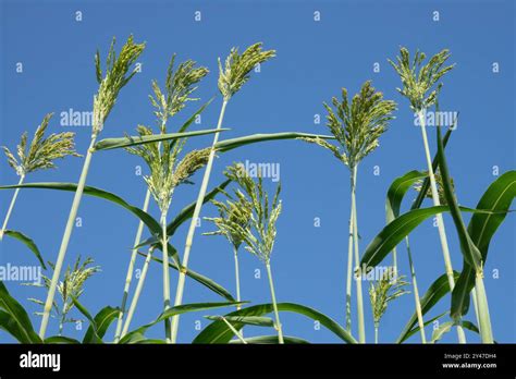 Sorghum Bicolor Grain Sorghum Broom Corn Shattercane Milo Maize Stock