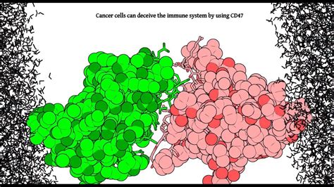 Bioexplore Cd47 In Contact With Sirp Youtube