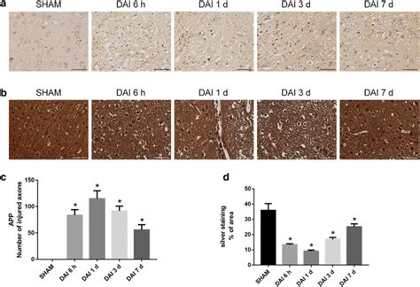 Axonal Injures And Loss Were Assessed After Dai A Immunohistochemical