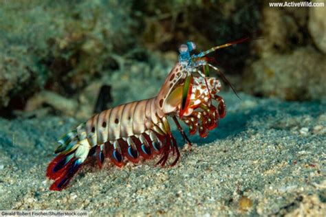 Weird Sea Creatures Info Pictures And Facts Worlds Strangest Ocean