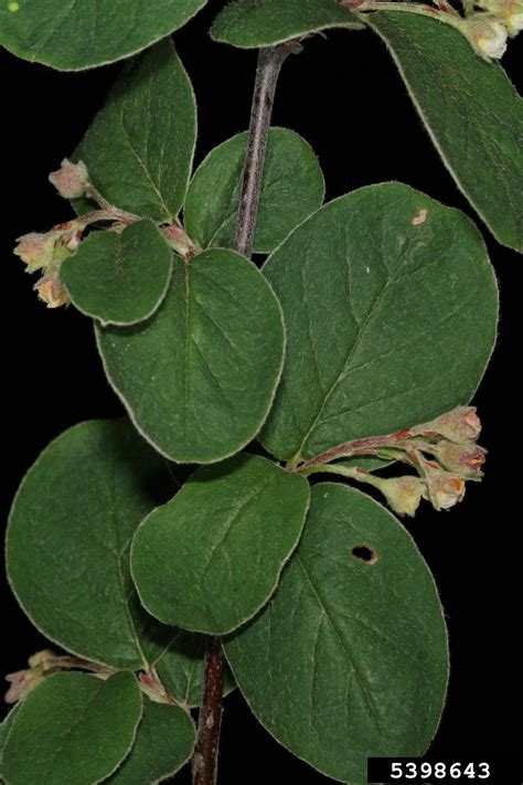 Cotoneaster Cotoneaster Nebrodensis