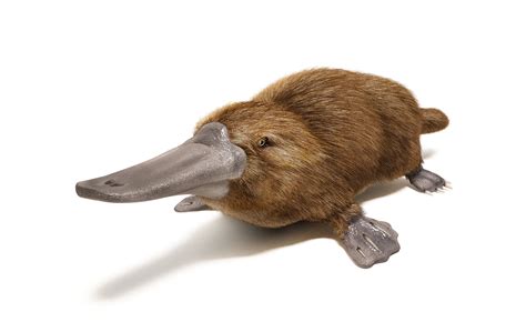 Rigelige Platypus Fakta