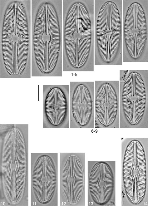 Image Diploneis Doncharlesii Illus Species Diatoms Of North America