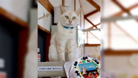 Chibi Nyan The Cat Takes Charge As New Shop Manager On Lovers Cape